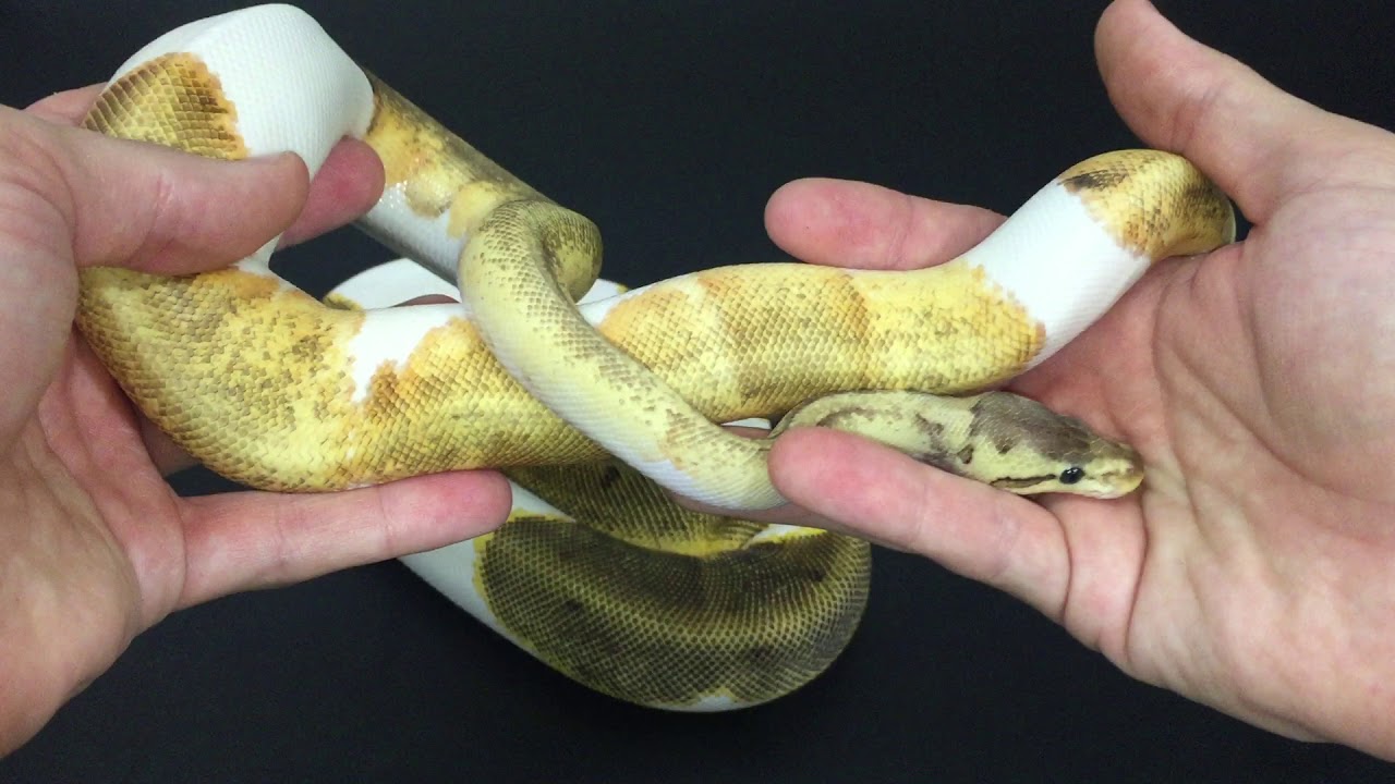 Amazing Sub-Adults! (A+ holdbacks) - YouTube