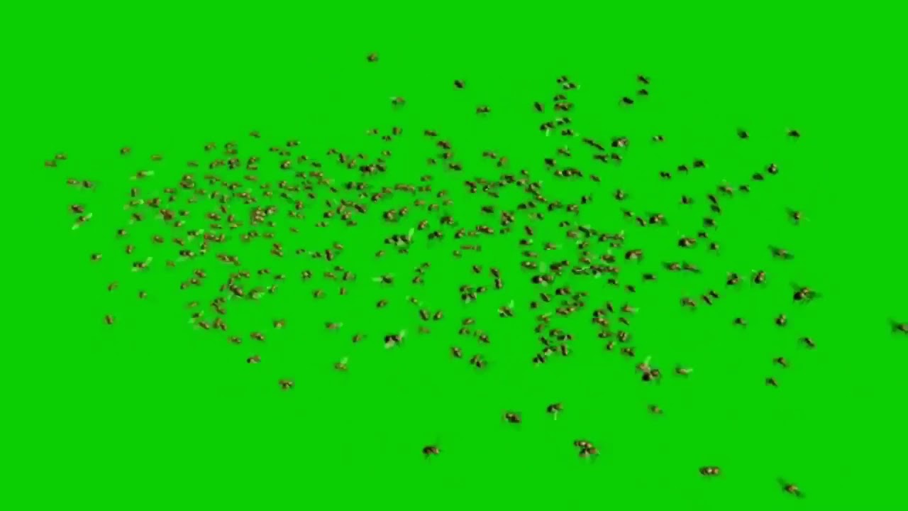 Green Screen swarm of flies - YouTube