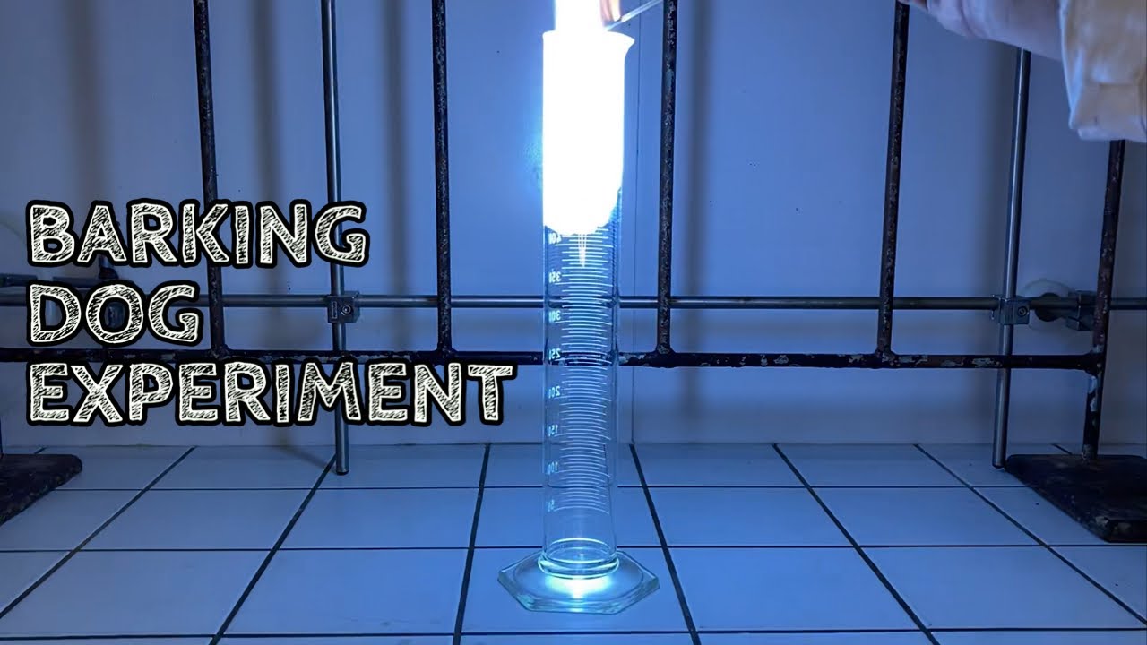 Barking dog experiment (“psí štěknutí”) | #4 | Luminiscenční ...