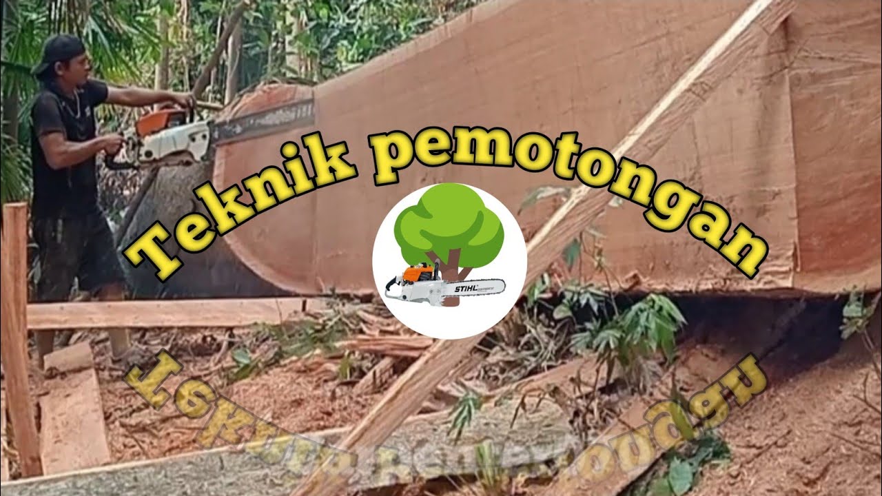 TEKNIK PEMOTONGAN KAYU MATOA - YouTube
