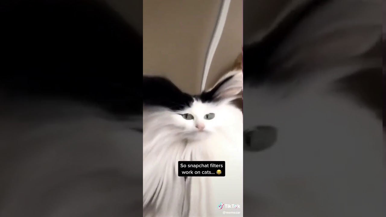 Funny snapchat filter on Cat(random tic tok) - YouTube