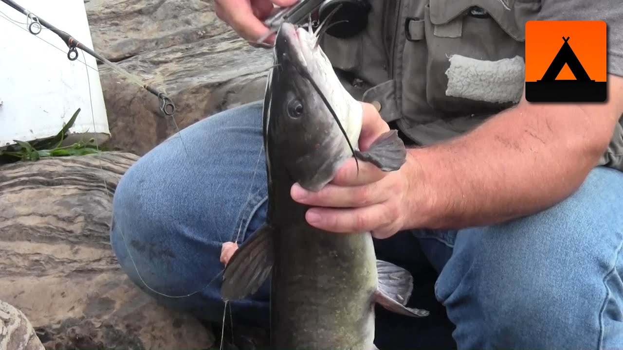 Catching catfish at Dam 5 on the Upper Potomac - YouTube