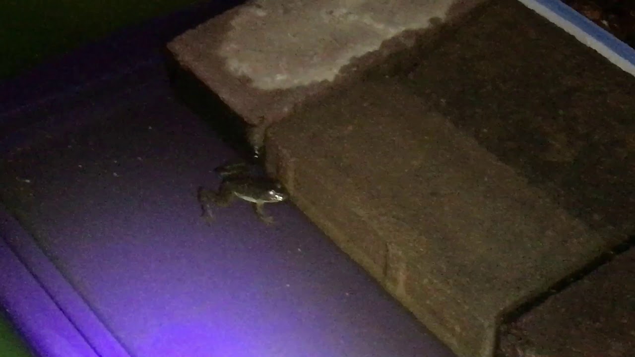 Toady Frog Decides to LIVE in the Turtle POND - YouTube