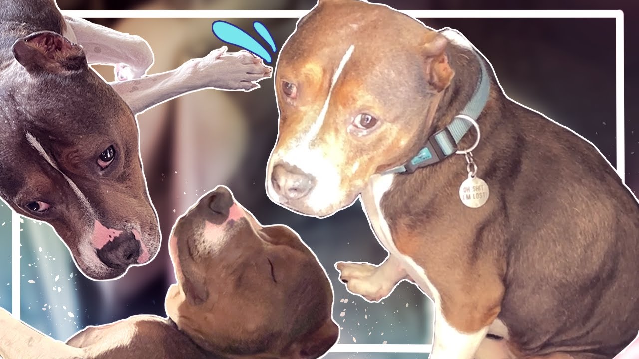 Chester looks HILARIOUS after the vet + more! (DOG VLOG!) - YouTube