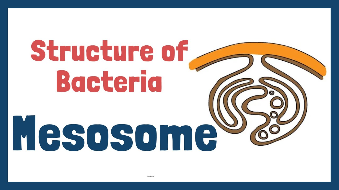 Prokaryotic Cell Structure Mesosome