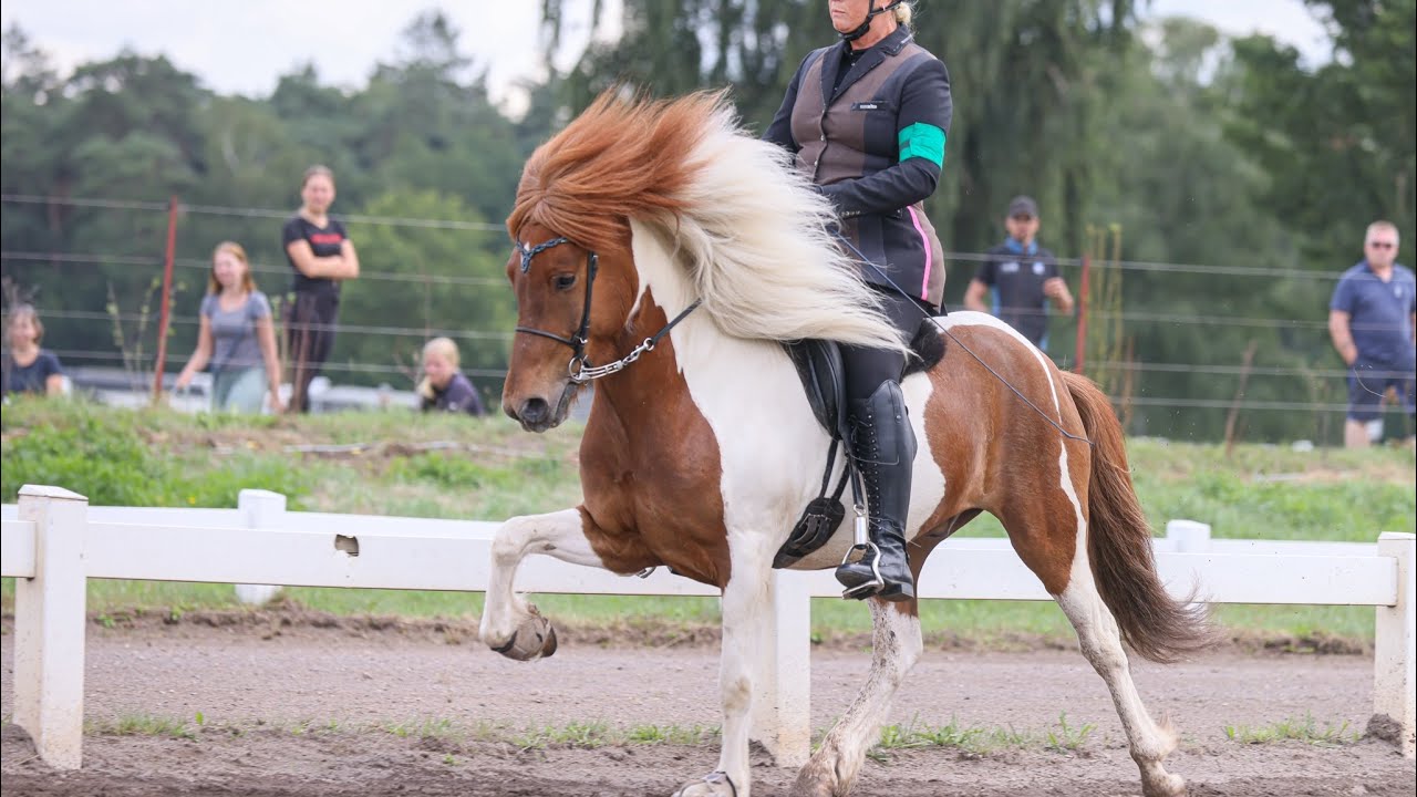 SOLD - IS2016186003 - Bakkus frá Stóra-Hofi - Islandpferd ...