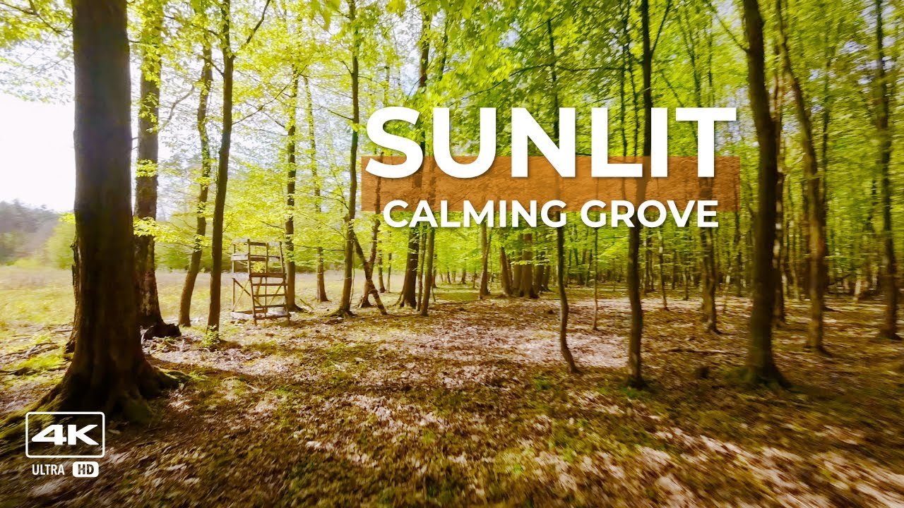 🌳Sunlit Calming Grove: flying freely in beautiful forest - YouTube