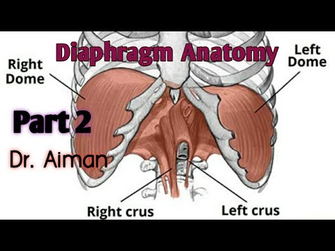 Diaphragm Anatomy | Insertion, Openings, Blood supply, Nerve Supply ...