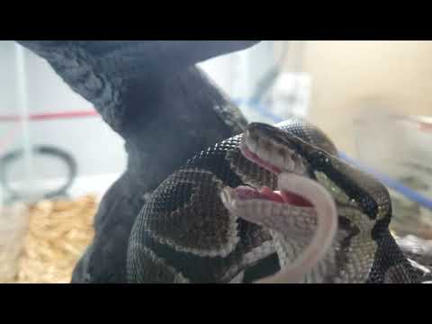 Feeding Tegu and Python Larger Prey | Skull Crushing - YouTube