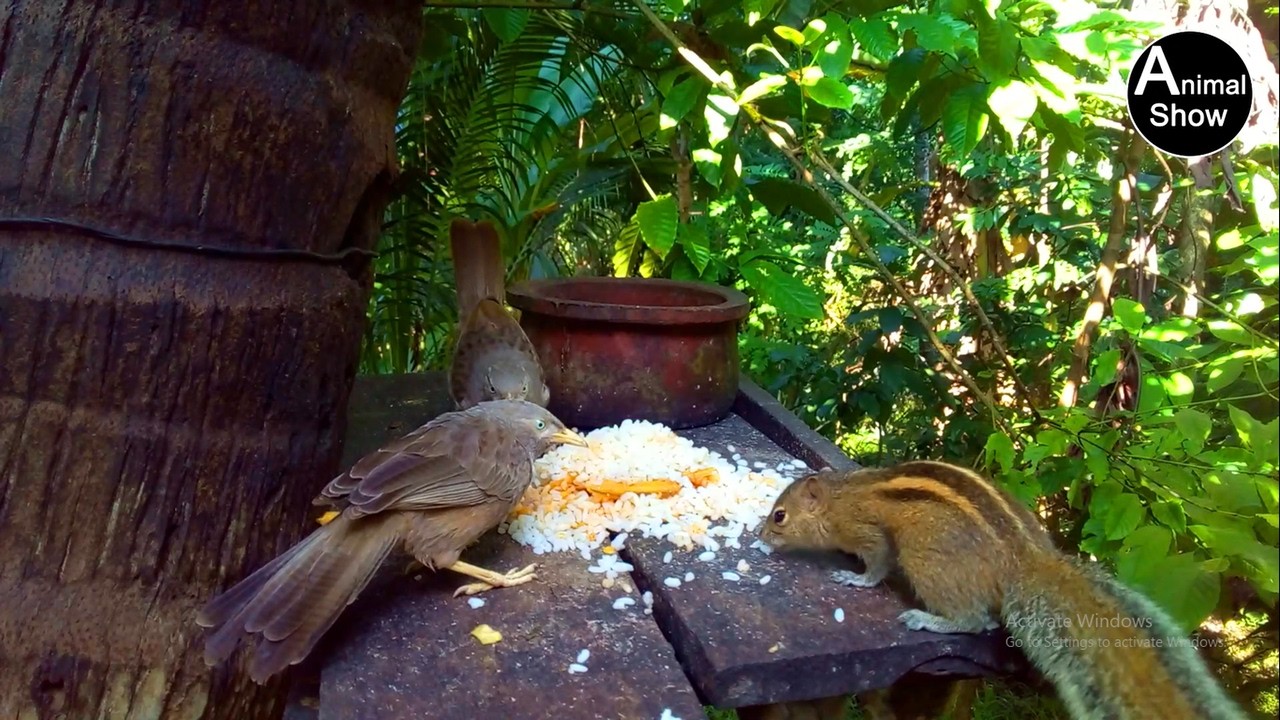 Animal Fight, Bird Fight, Chipmunk Fight, Yellow-Billed Babbler VS ...