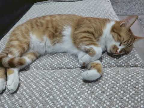 KOMİK KEDİ VİDEOSU: Sarman (FUNNY CAT VIDEO: Sarman)