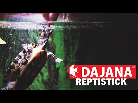El İle Kaplumbağa Besleme :) - Dajana Repti Sticks