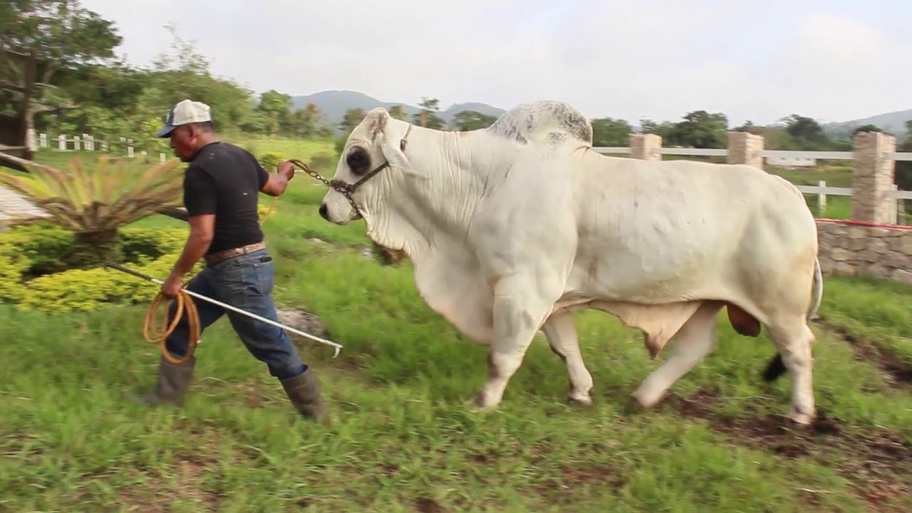 Compra de semental cebú - YouTube