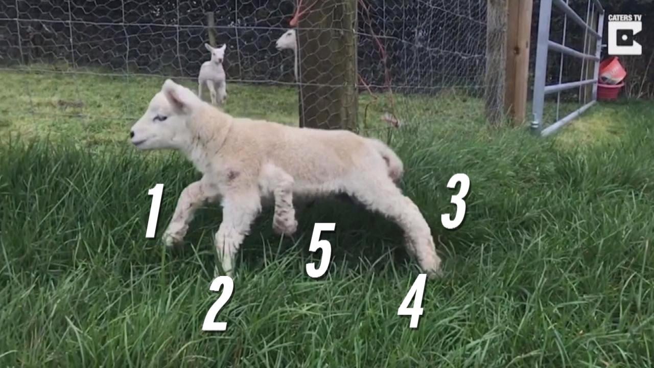 Lamb With 5 Legs Doesn't Let Deformity Slow Him Down - YouTube