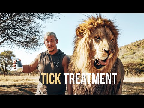 How Do Lions Get Rid Of Ticks