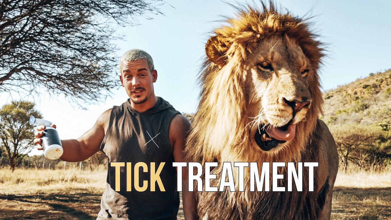 Tick Treatment for the Lions - Dean Schneider - YouTube