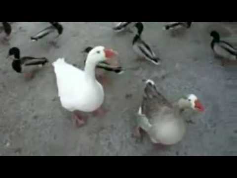 GÜNAYDIN HAYVANLAR:)