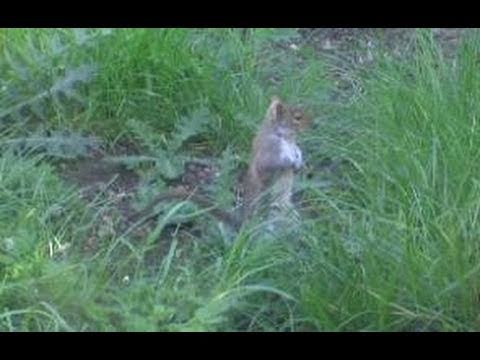 Mutant Squirrels - YouTube