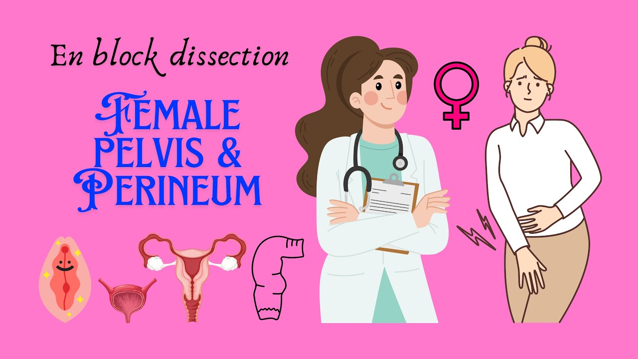 En block dissection of perineum, female perineum, female pelvis, female ...