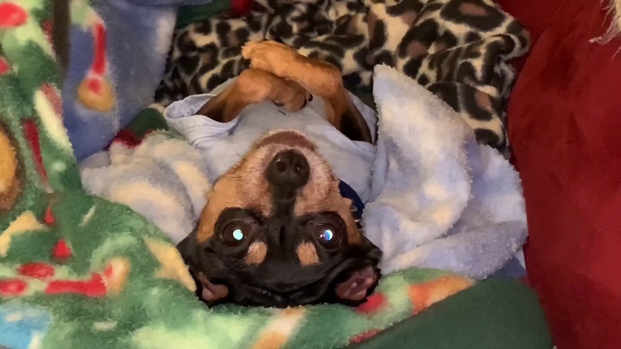 Funny Dog Video(Minnie Ha~ha)🐶 - YouTube