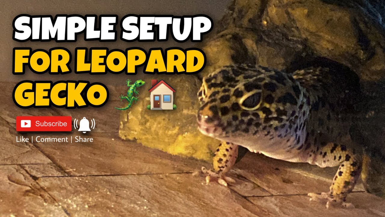 LEOPARD GECKO ENCLOSURE SETUP | SETUP TERMUDAH UNTUK GECKO! - YouTube