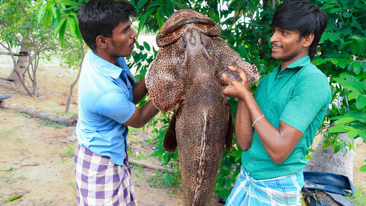 BIG MONSTER GROUPER FISH COOKING | Giant Grouper Fish Cutting and ...