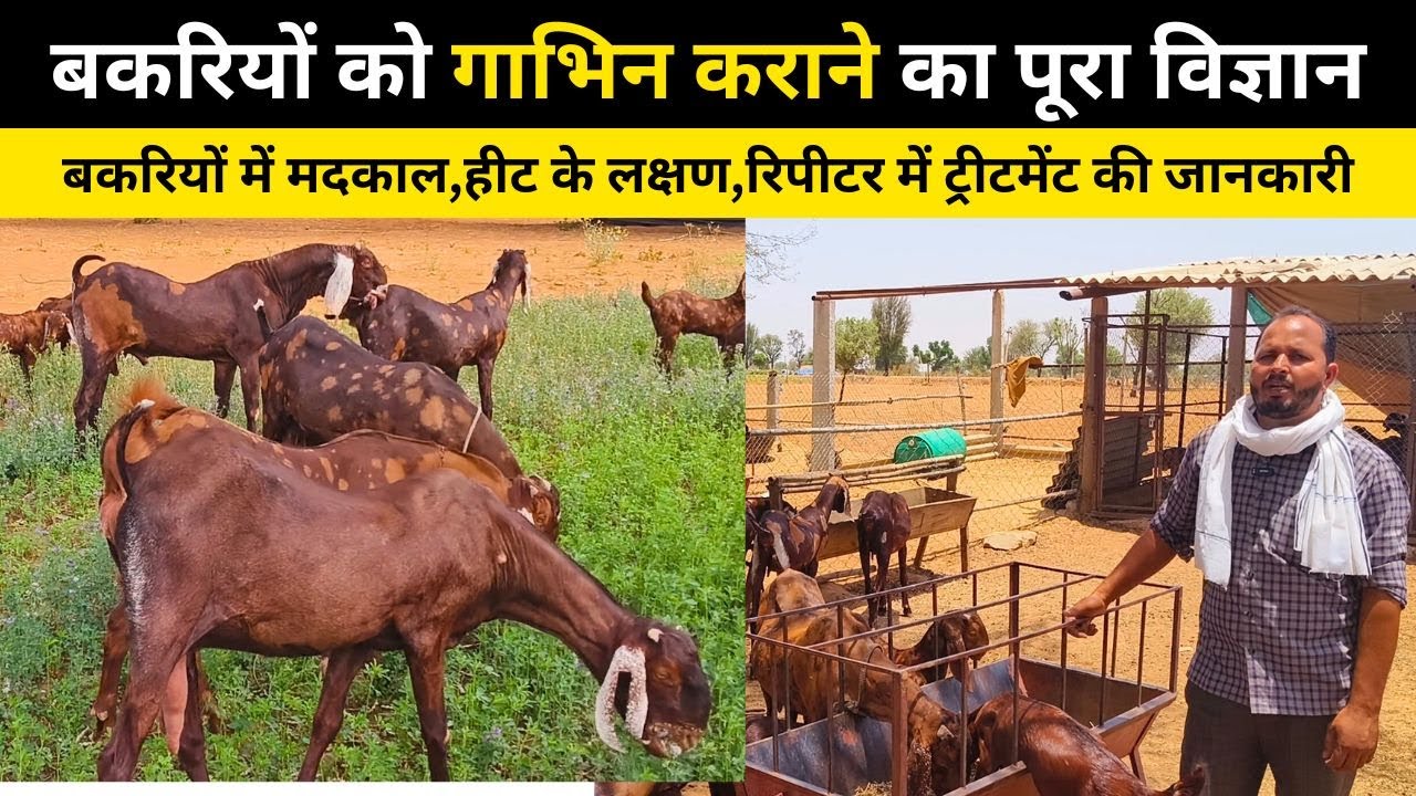 बकरियों को गाभिन कराने का पूरा विज्ञान |Goat Farming tips in hindi ...