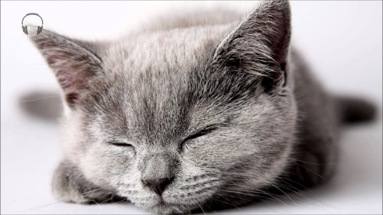 1 Hour ★ Cute Cat Purring [ASMR] ★ [no talking] [ear to ear] for ...