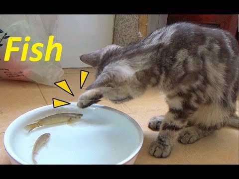 Funny Cat Play With Fish So Cute - Funny Cat vs Fish | 고양이와 물고기 사이의 우정 ...