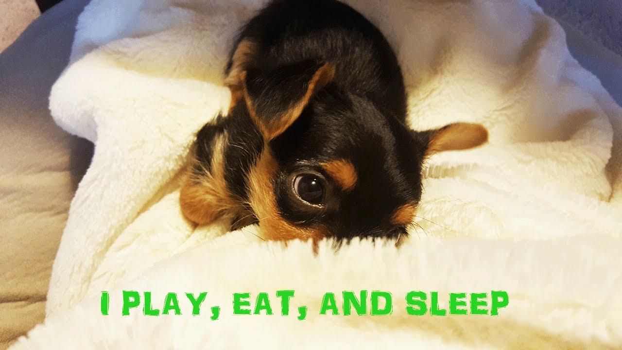 TINY YORKIES PLAY and SLEEP - YouTube