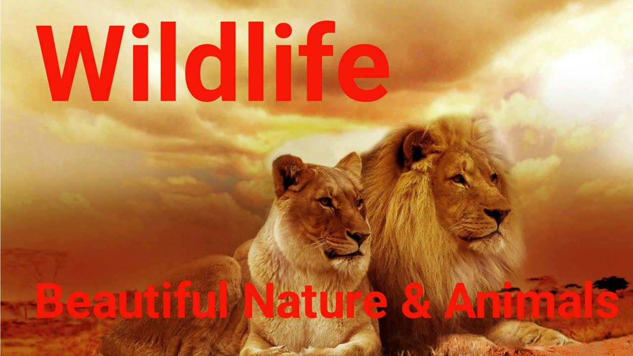 Wildlife - piano music With Beautiful Nature & Animals - YouTube