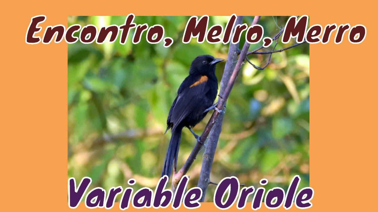 O Canto do Melro, Merro, Encontro - Icterus pyrrhopterus - Variable Oriole - Brazilian Birds ...