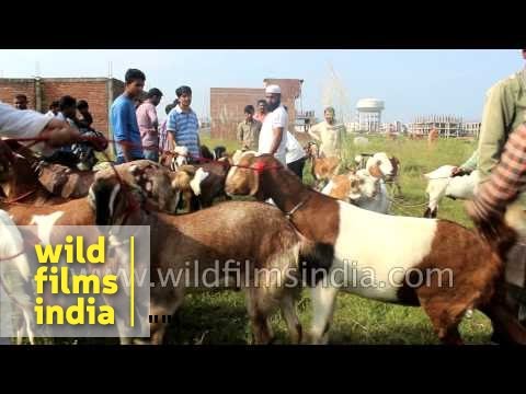 Goats the size of baby cows for sale at a market in India - YouTube
