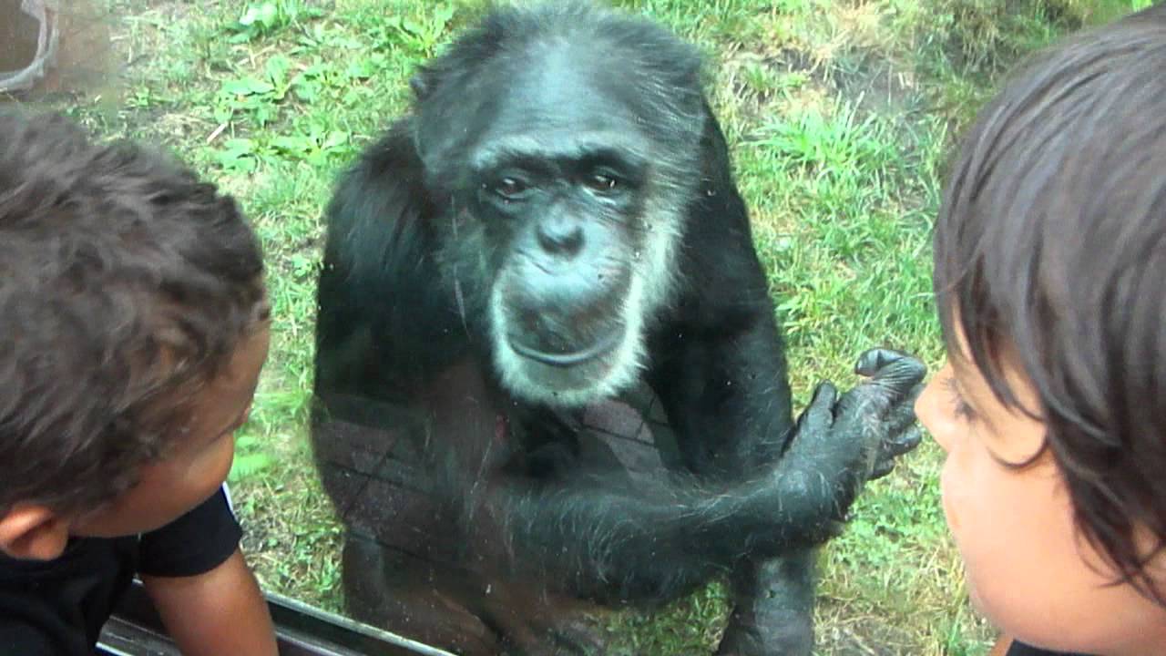 Zoo Chimp kissing boy - YouTube
