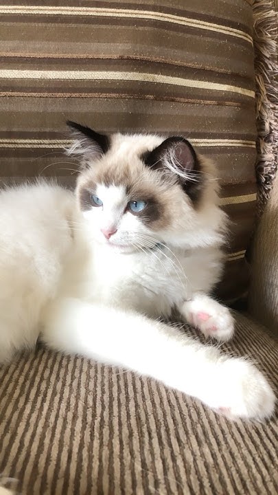 Ragdoll cat - YouTube