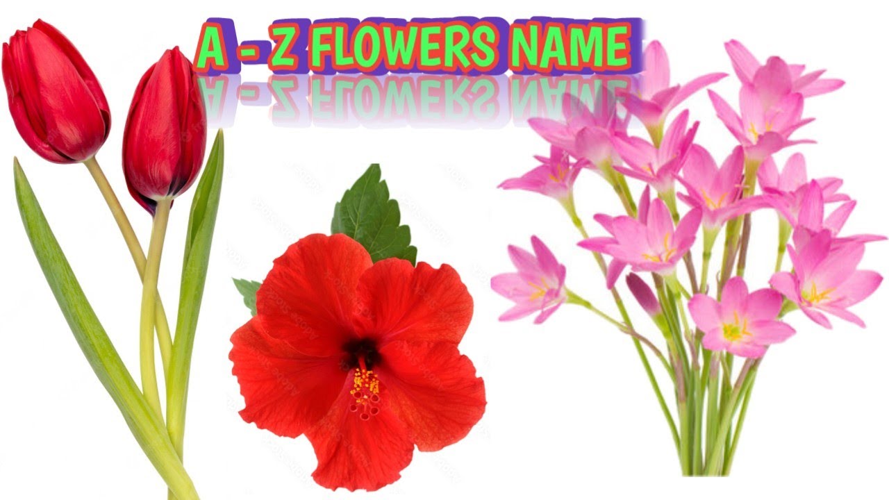 Chu chu kids # A to Z flowers name with picture | Word - YouTube