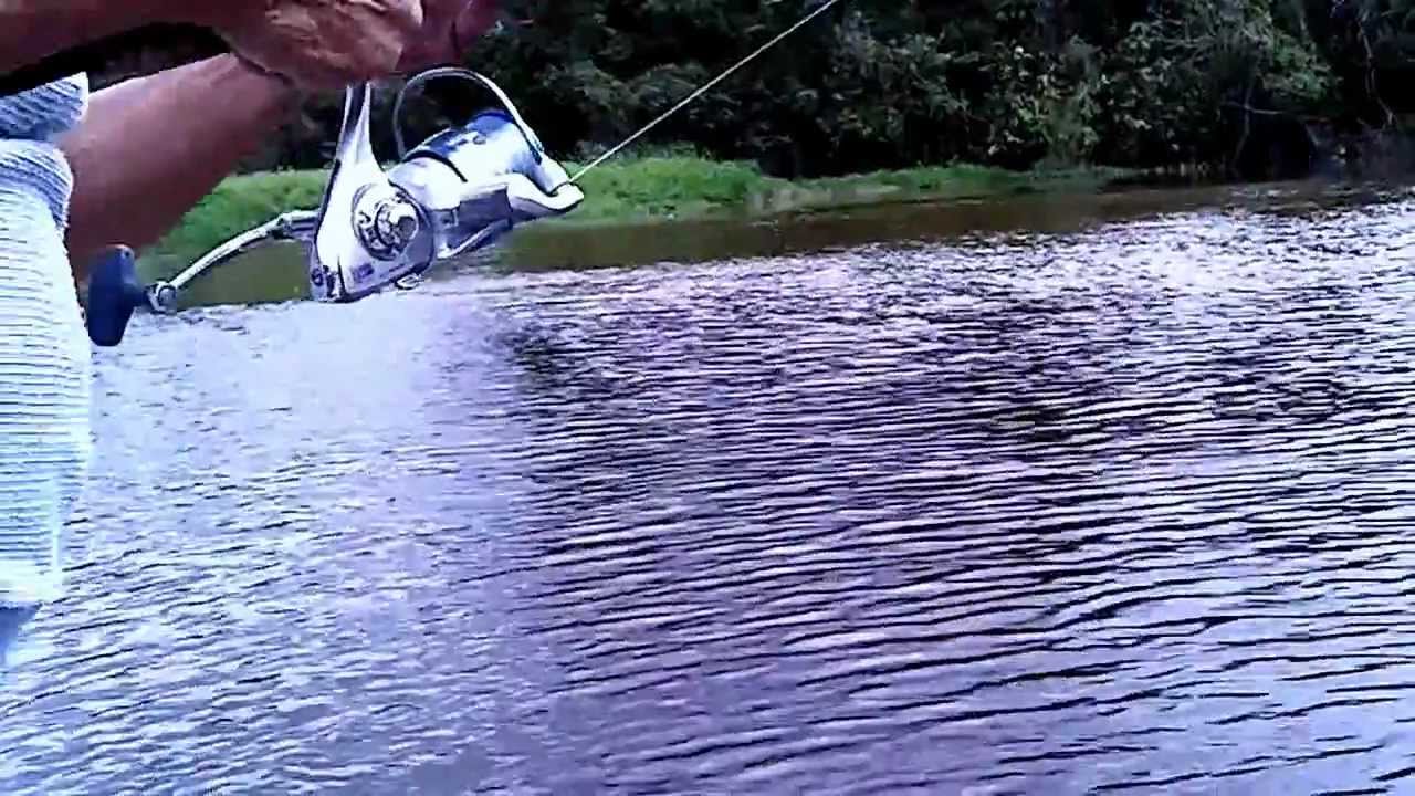 Pescaria de Robalo 4kg em Itanhaem com guia mario - YouTube