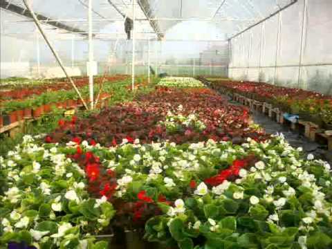 Lulishtja Luli - YouTube