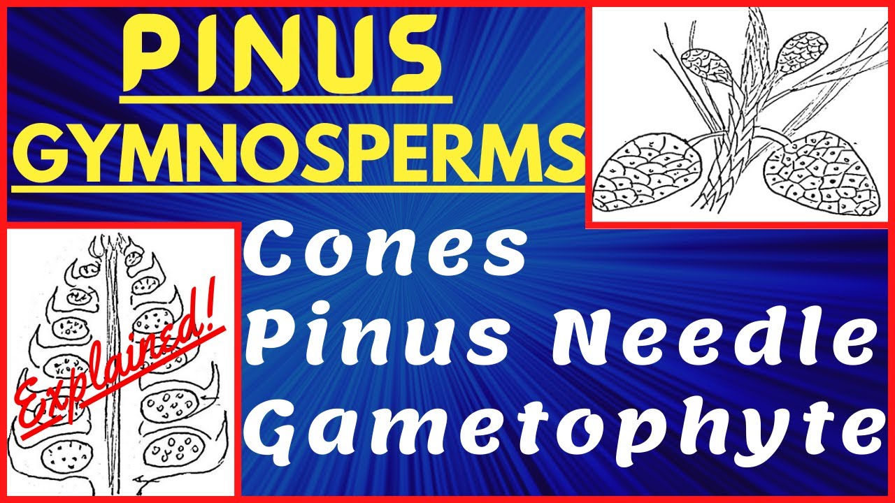Genus Pinus Gymnosperm | Pinus Needle and Stem Structure | Male and ...