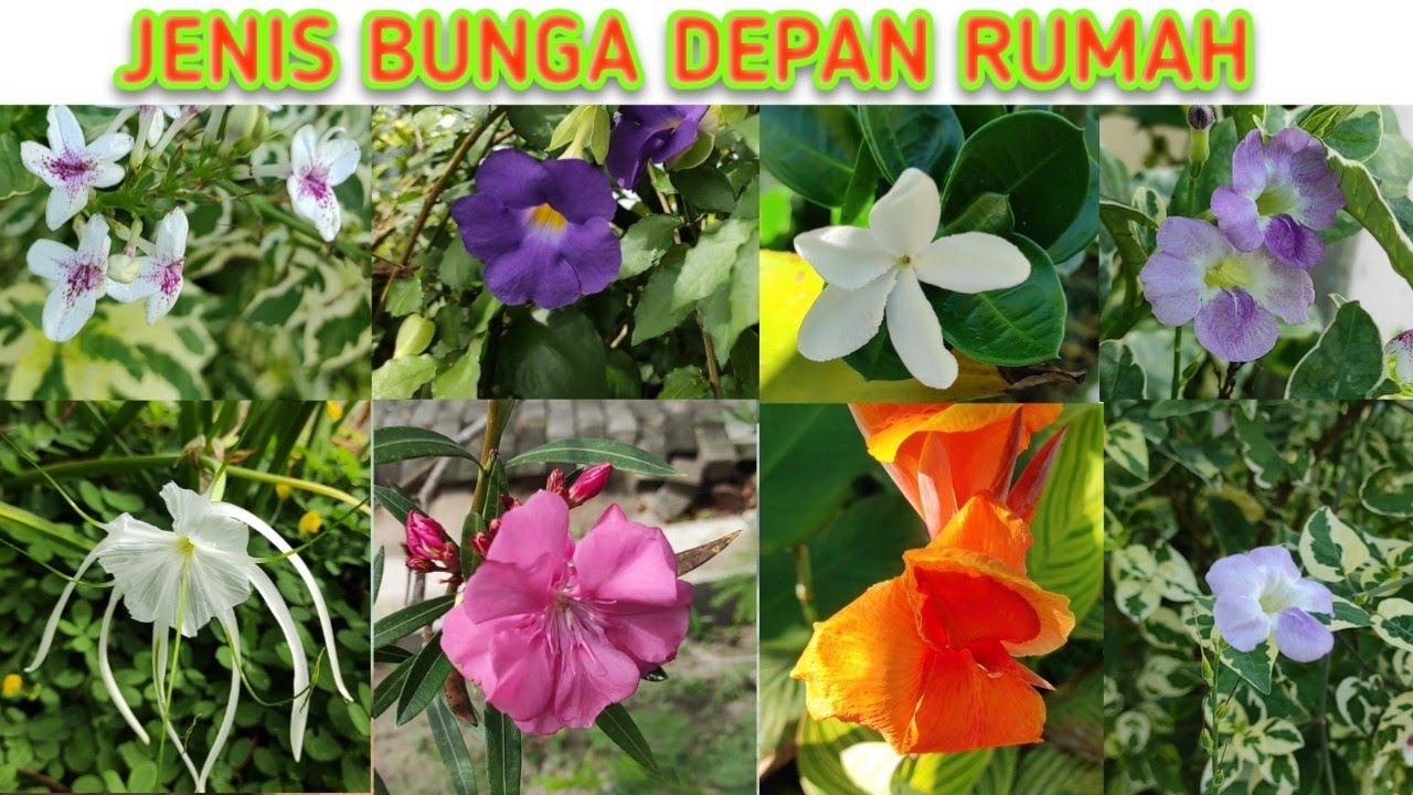 Jenis Bunga Mahal Depan Rumah - YouTube