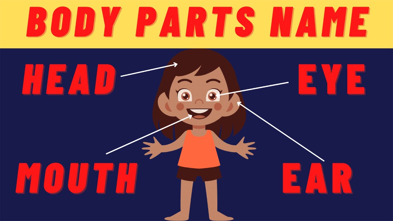 Body Parts Name, Body Parts Name for Kids, Body Parts, Vocabulary - YouTube