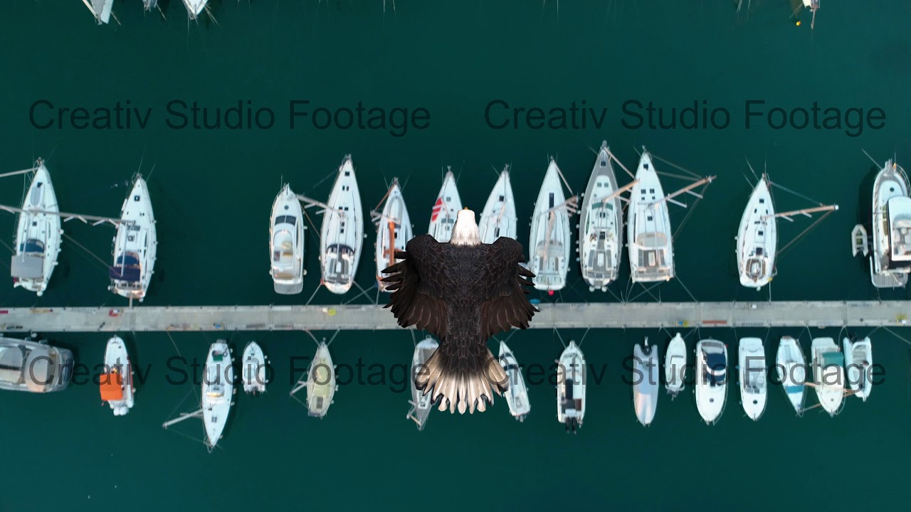 Close up of a bald eagle over yachts. - YouTube