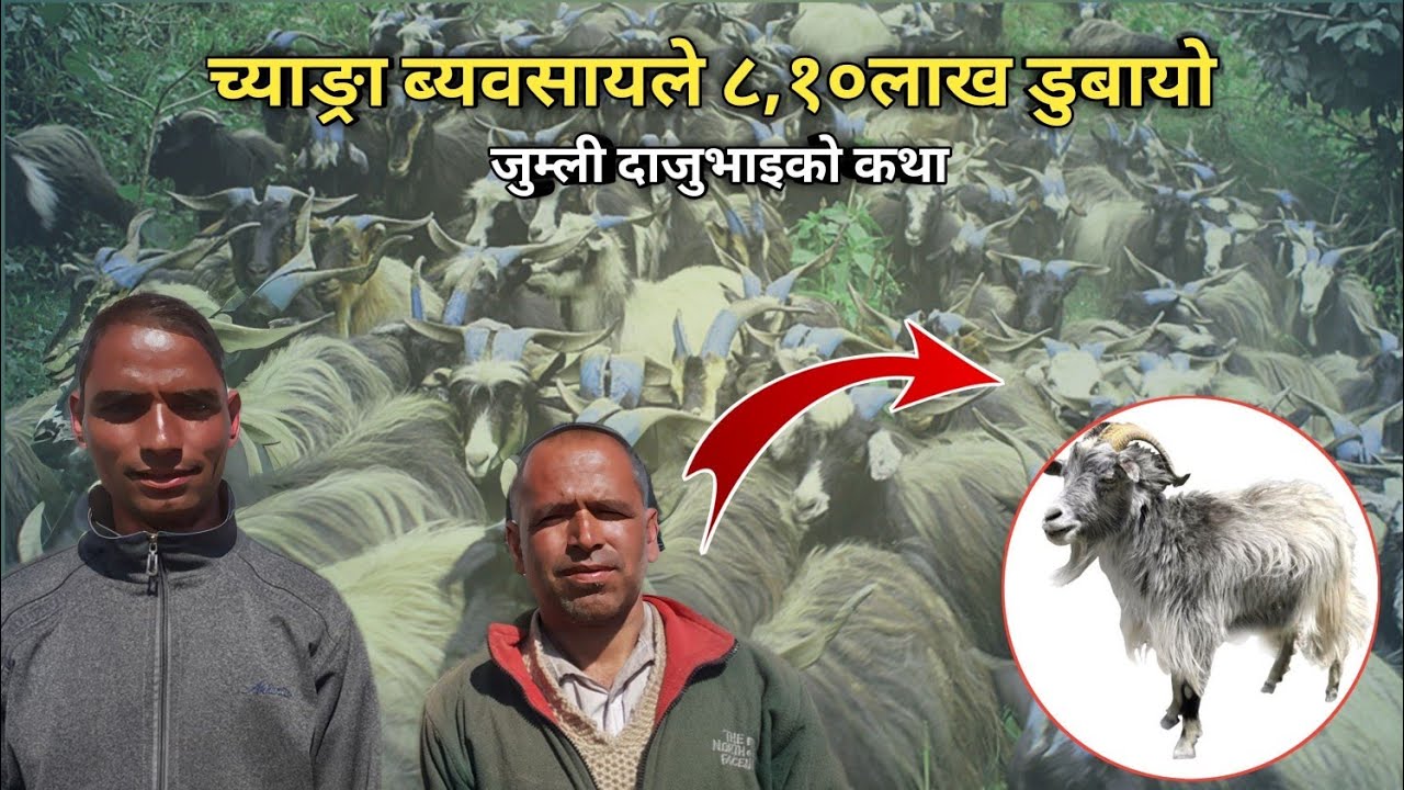 च्यांग्रा बेवासयाले ८ देखि १० लाख डुबायो - Chyangra farming in Nepal ...