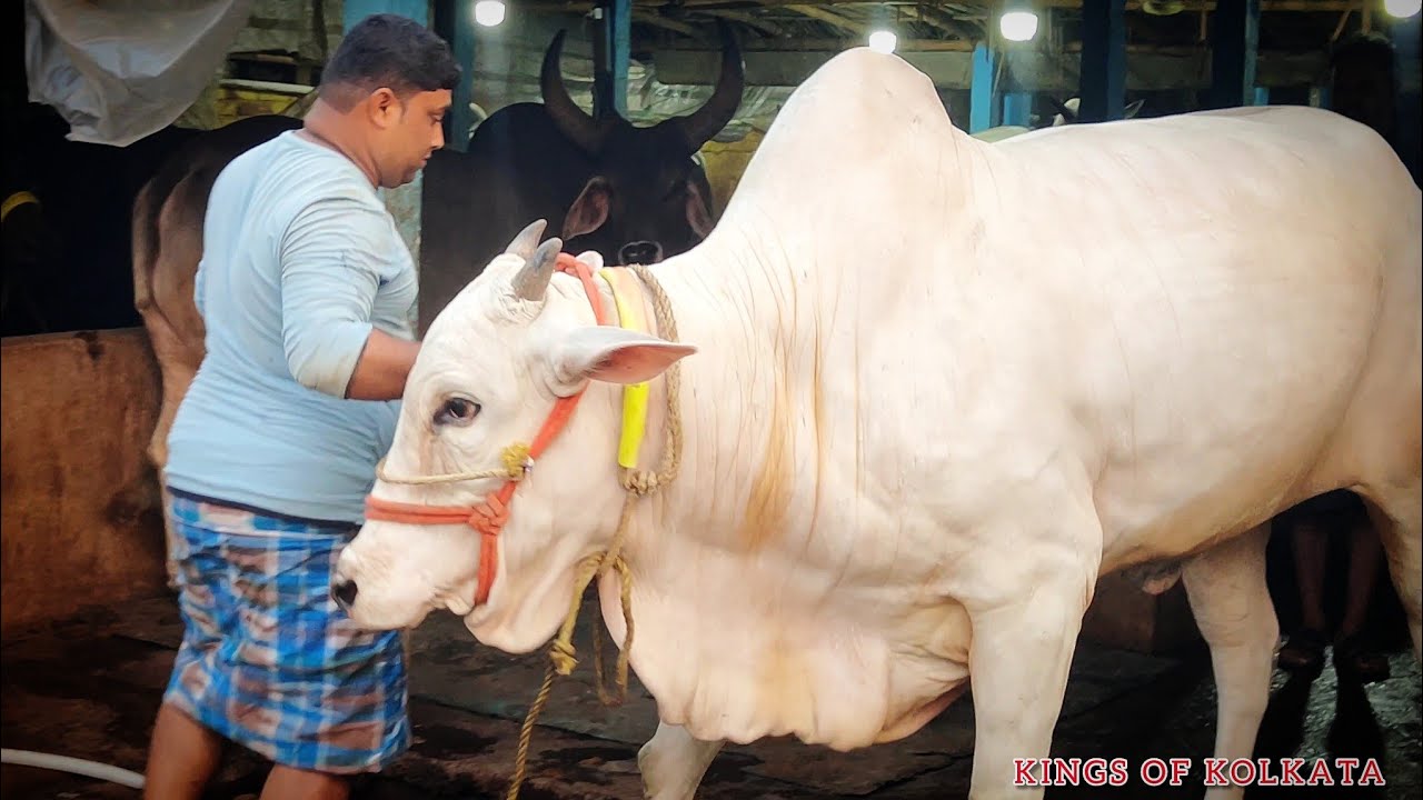 BIGGEST ONGOLE BACHI COW OF 2024 FROM KGN DAIRY FARM GOLBARI #viral ...