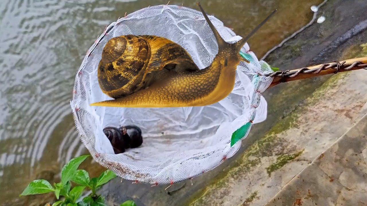 Mencari Keong Pinggir Kali - YouTube