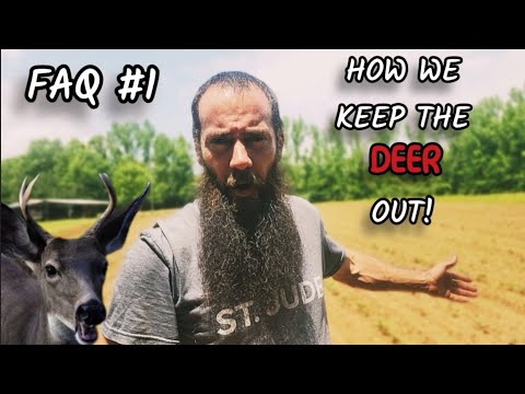 How We Keep Deer Out of Our Garden (Answering FAQ's)
