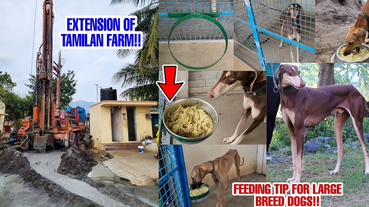 EXTENSION Of Tamilan Farm | Best Method Dog Feeding For Large Breeds ...
