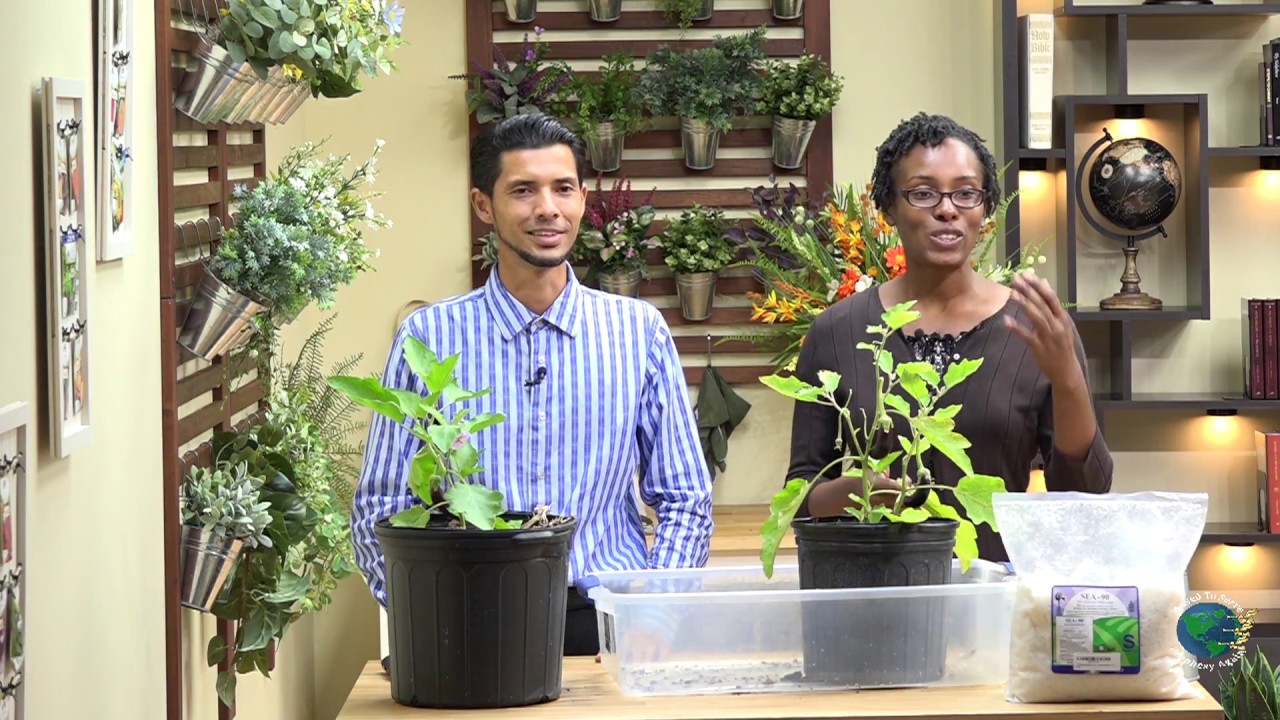 Testing for Soil Strength without NPK Kit - YouTube