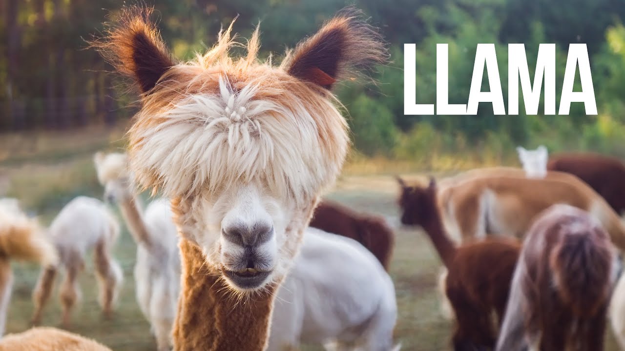 Llama | Sound Effect(Copyright Free) - YouTube