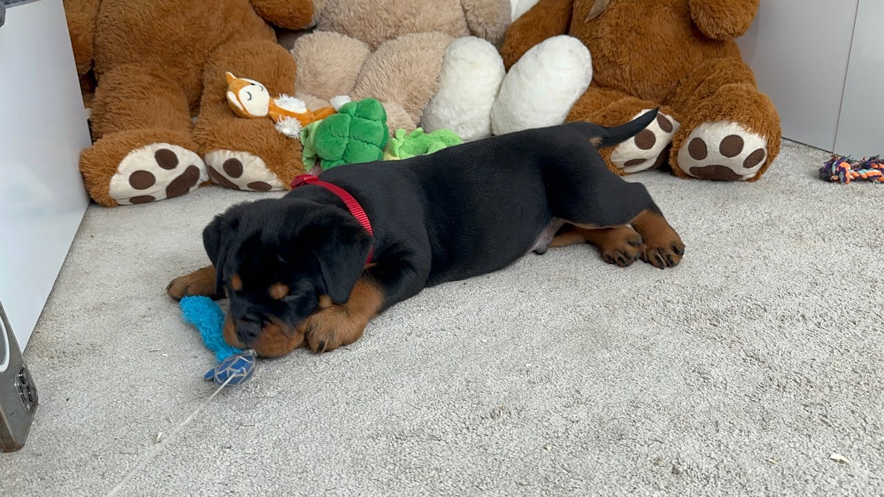 FISHING | One of Rottweilers Favorite Games - YouTube